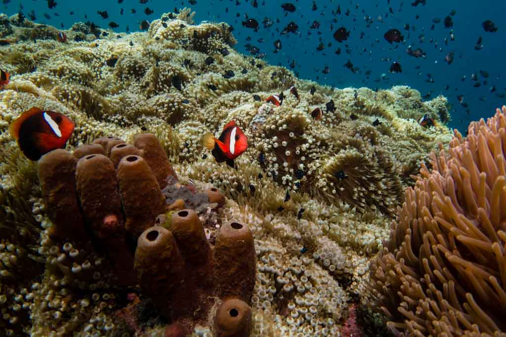 Marine Life Facts That Are Surprisingly Amazing
