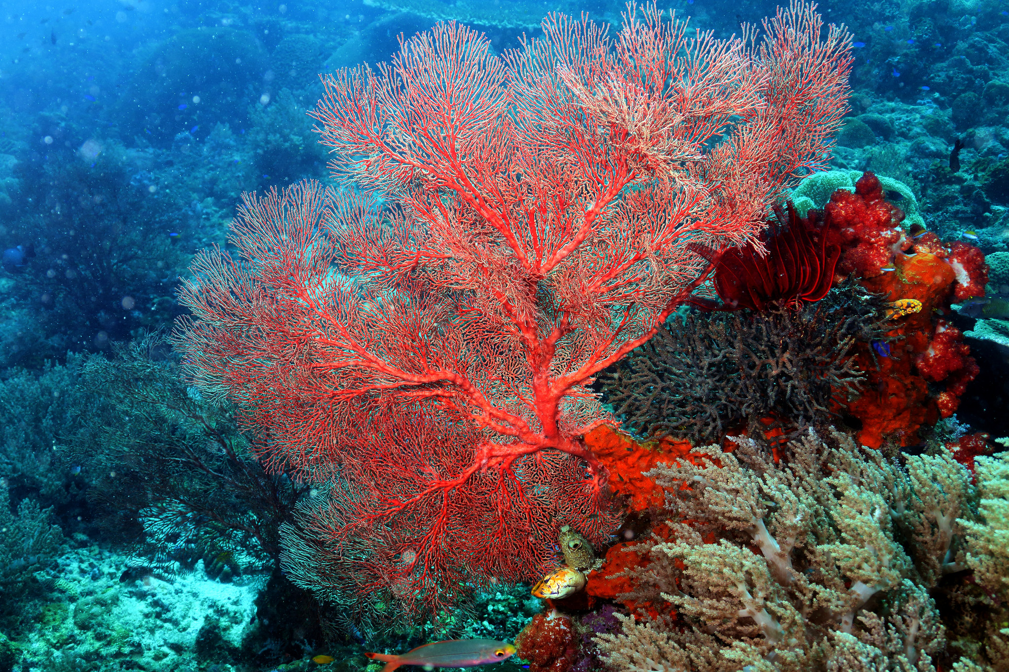 Why is Ocean Life Conservation important?