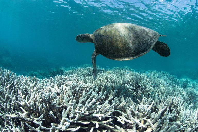 Here's Bringing Five Of The Most Significant Threats To Oceans, And ...