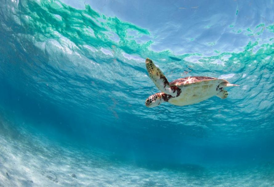 Marine life and how marine organisms are affected